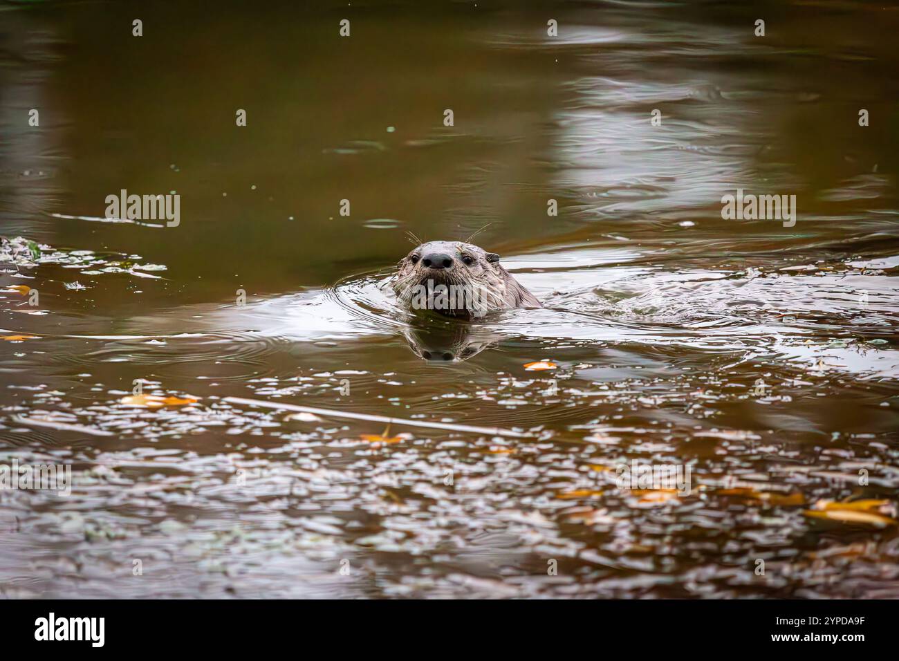 North American River Otter poking its head out of the water at Whitaker ...
