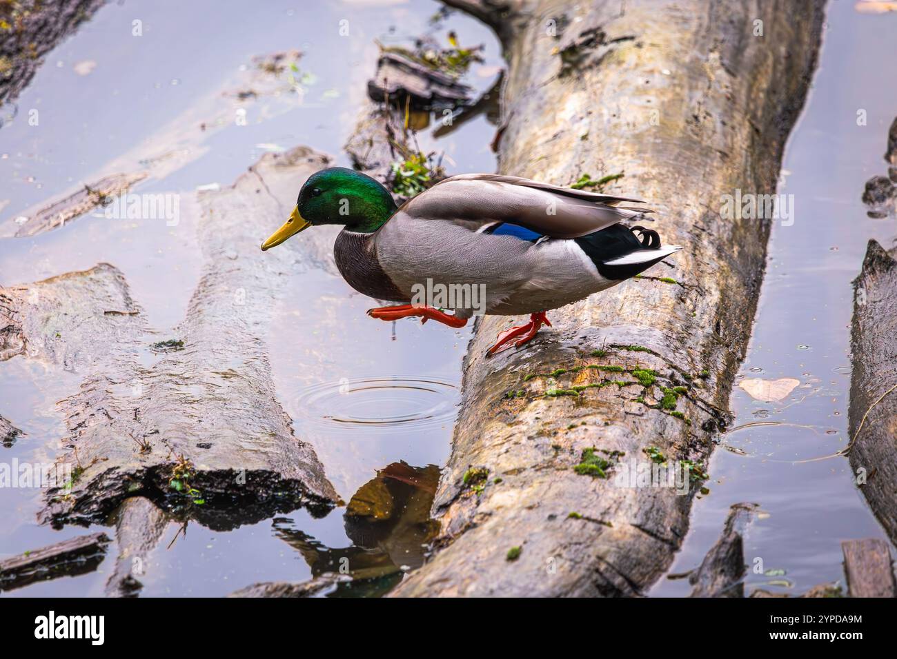 Male Mallard duck standing on a log at Whitaker Ponds Nature Park in ...