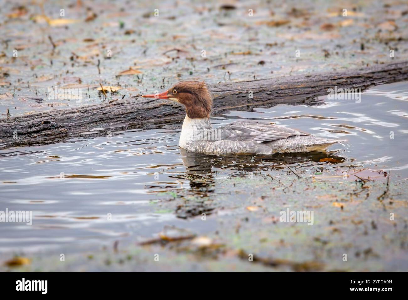 Common Merganser swimming in water with nice reflections at Whitaker ...
