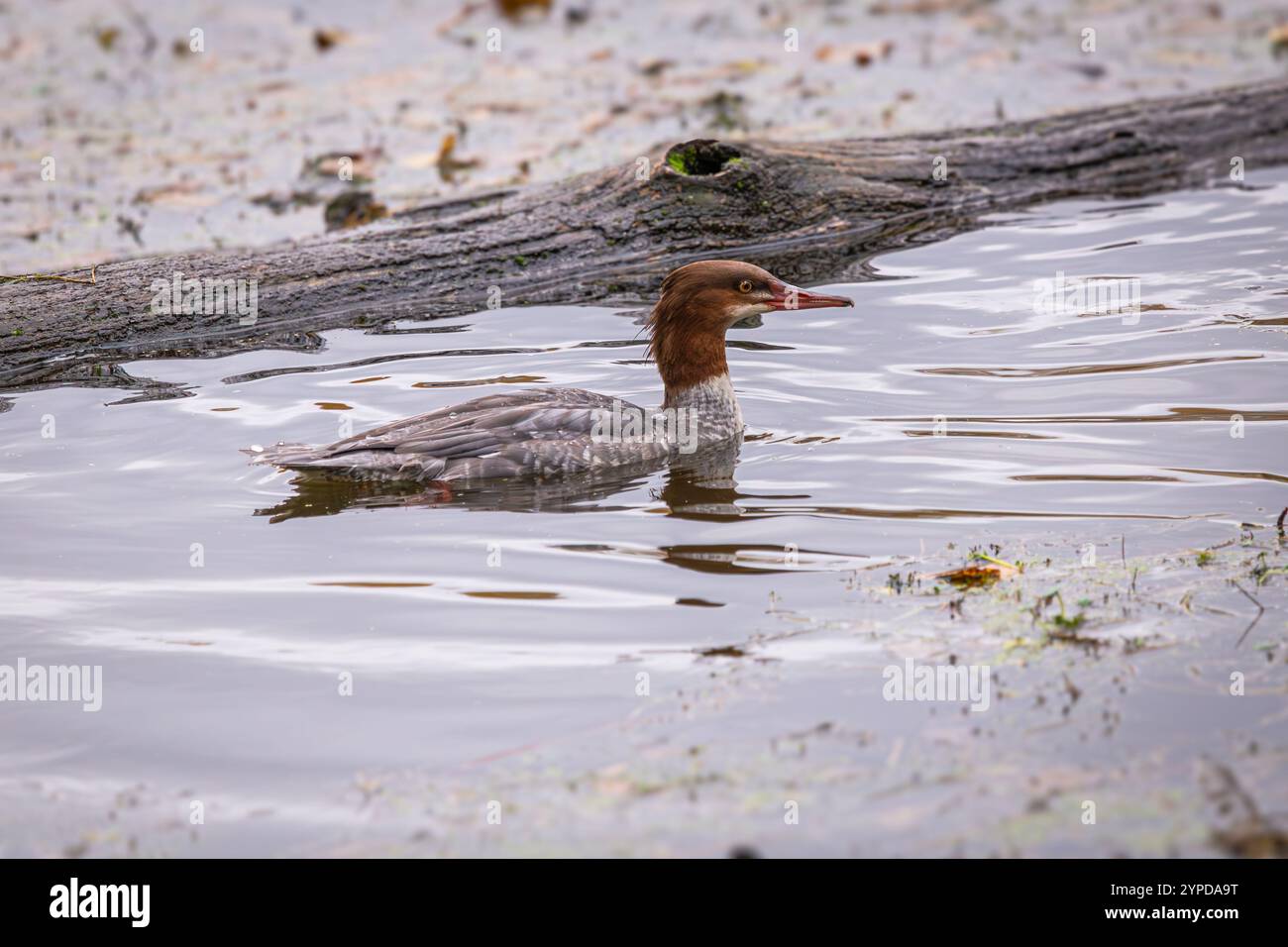 Common Merganser swimming in water with nice reflections at Whitaker ...