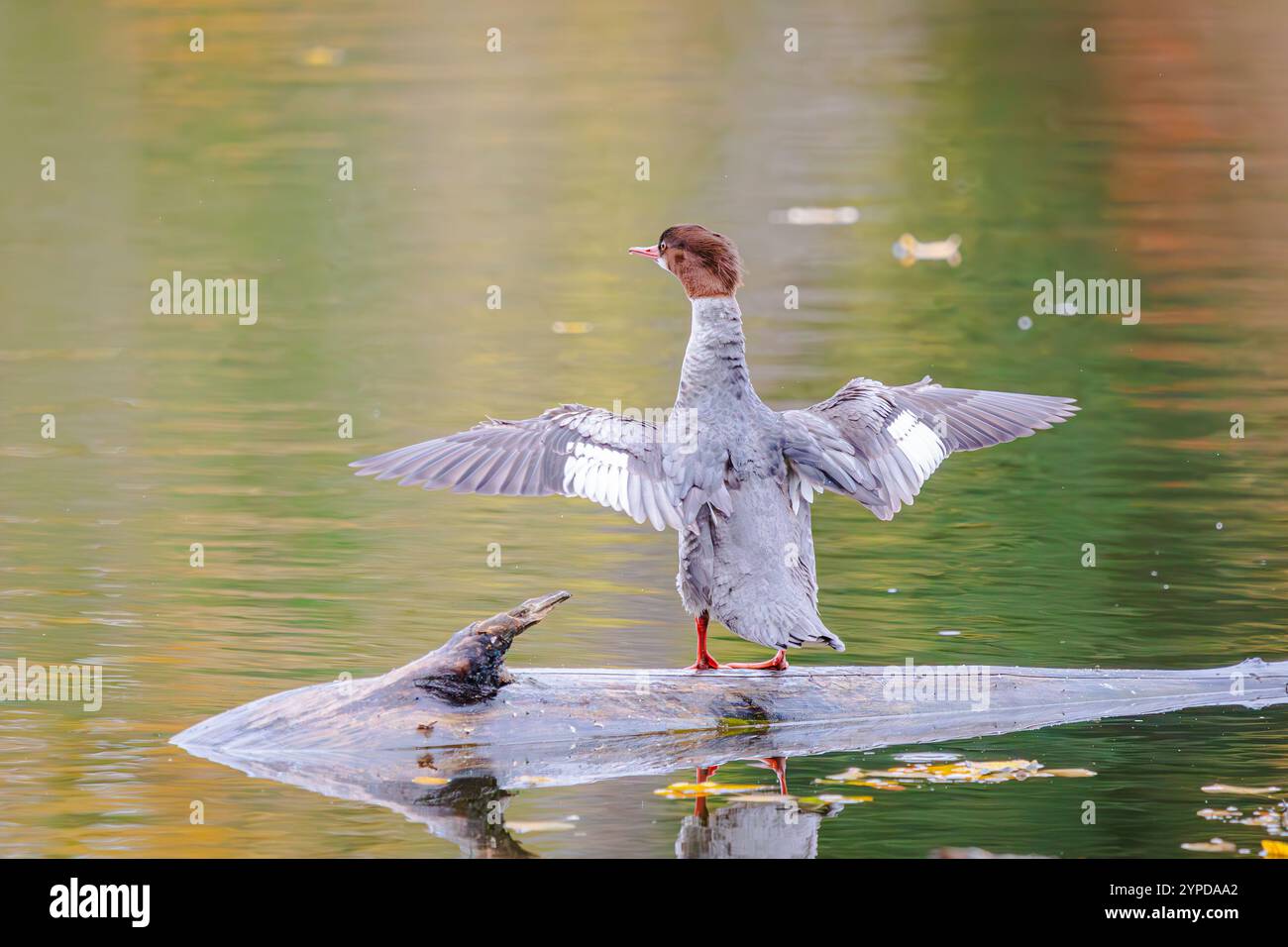 Common Merganser on a log at Whitaker Ponds Nature Park in Portland ...