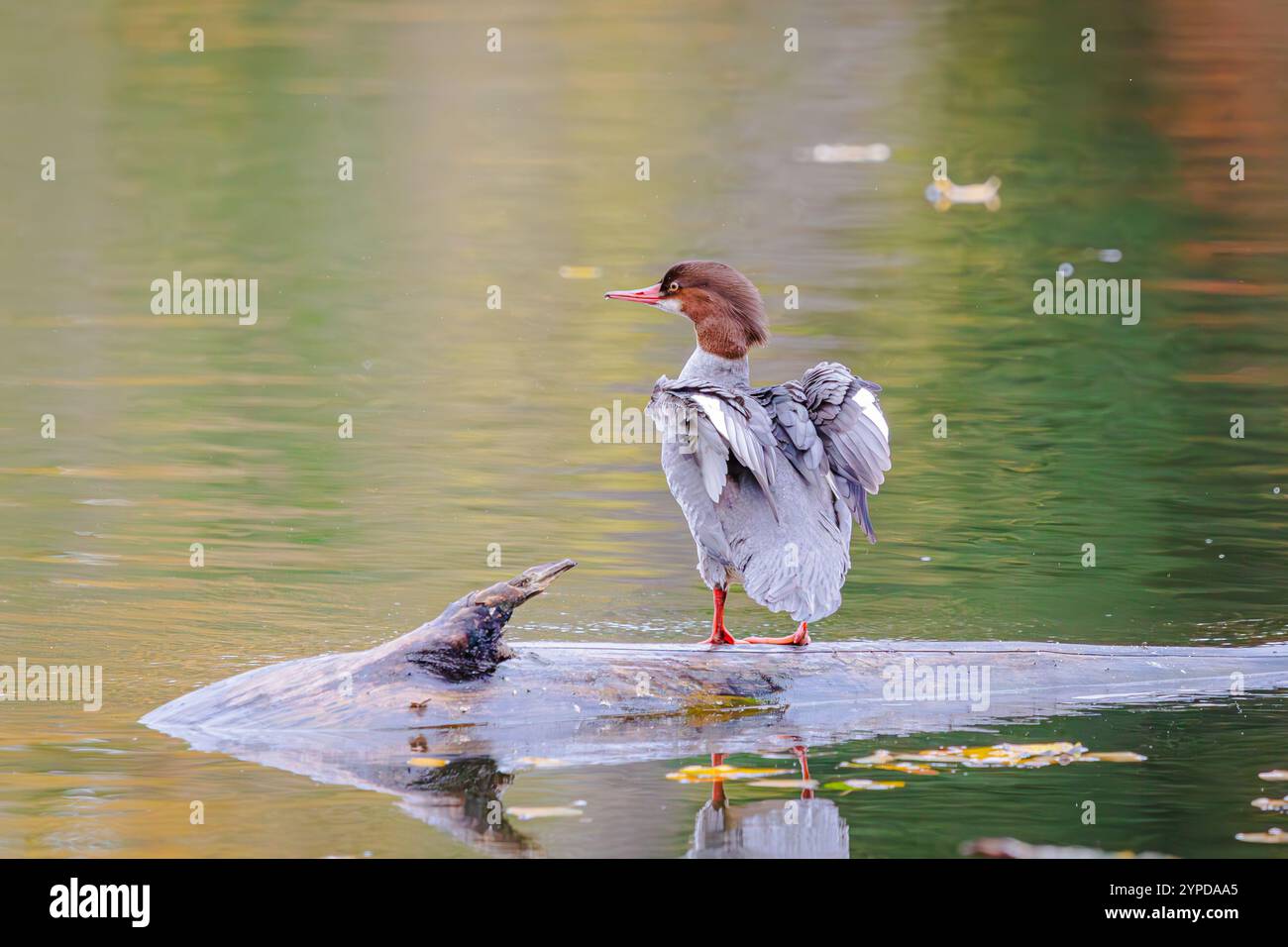 Common Merganser on a log at Whitaker Ponds Nature Park in Portland ...