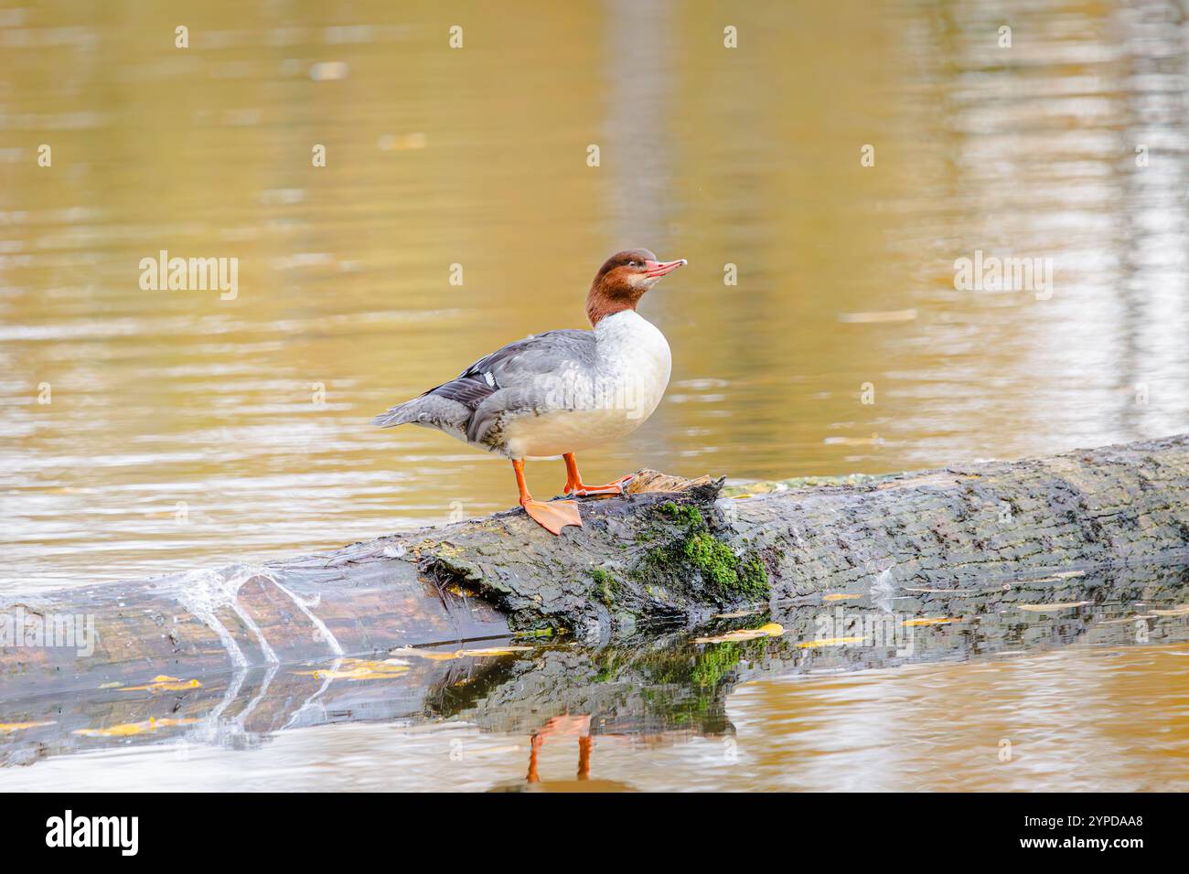 Common Merganser on a log at Whitaker Ponds Nature Park in Portland ...