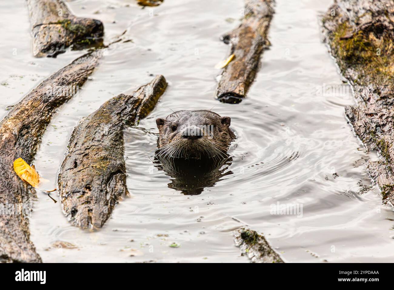 Weasel family hi-res stock photography and images - Alamy
