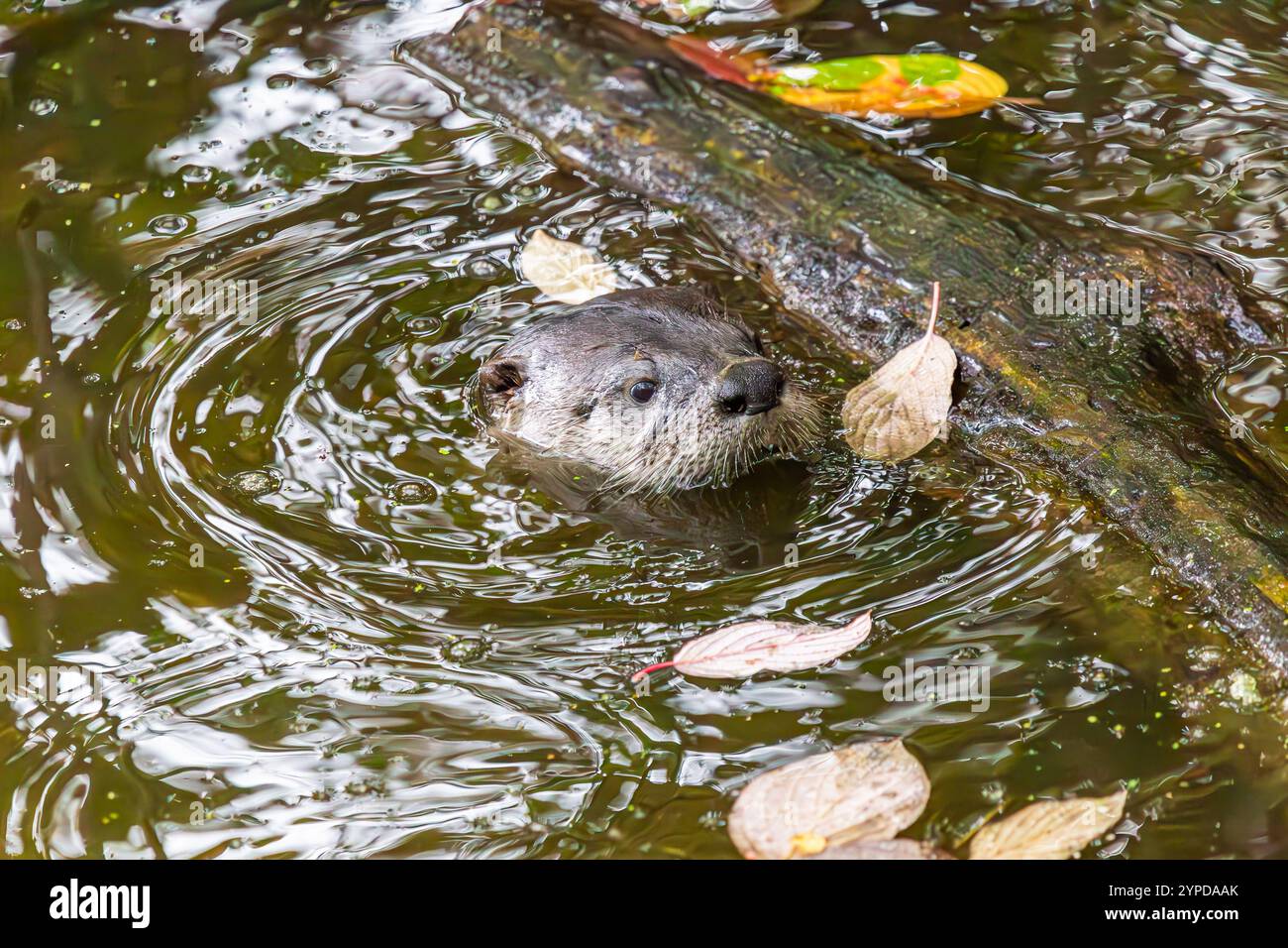 North American River Otter poking its head out of the water at Whitaker ...