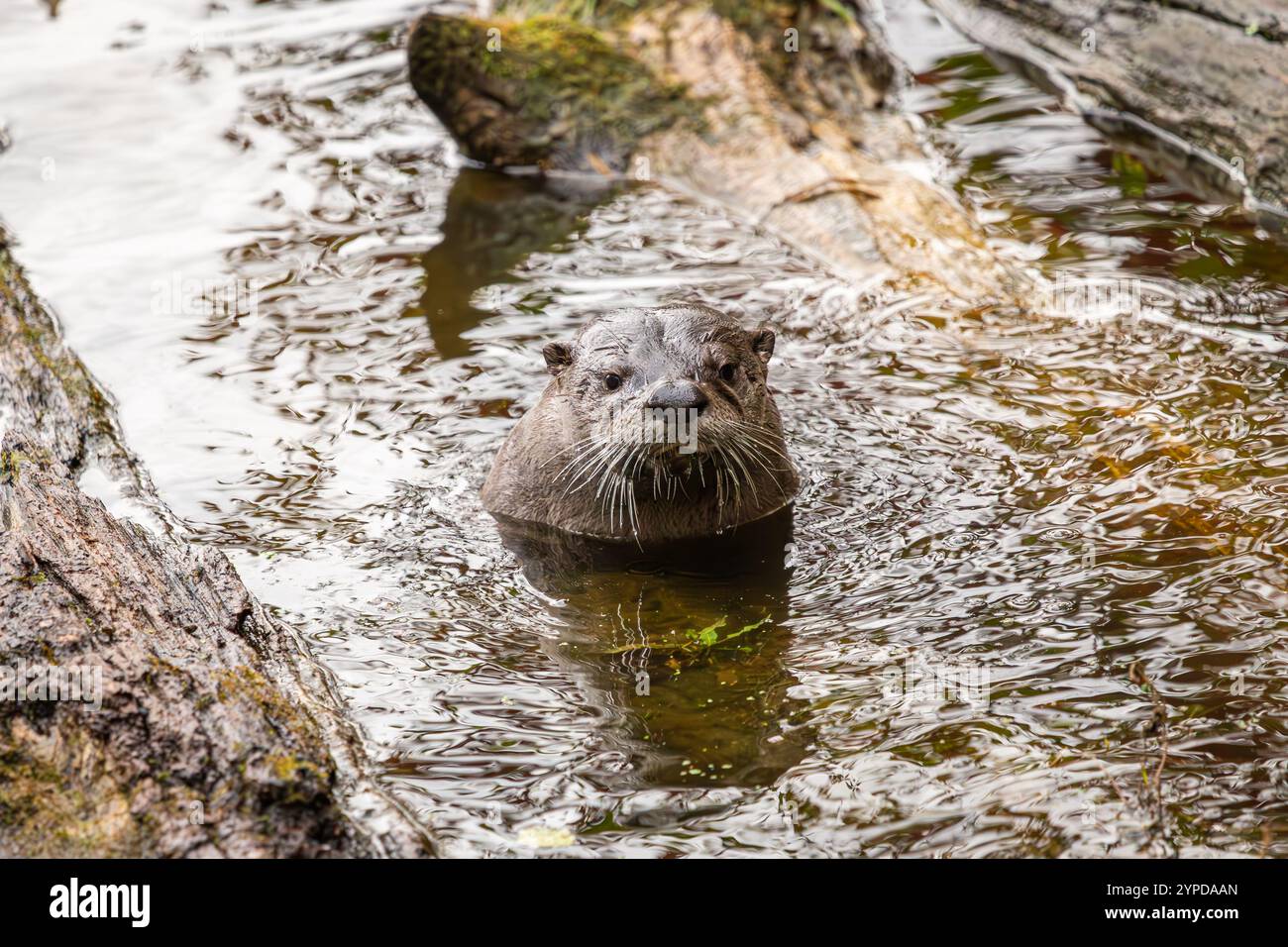 North American River Otter poking its head out of the water at Whitaker ...