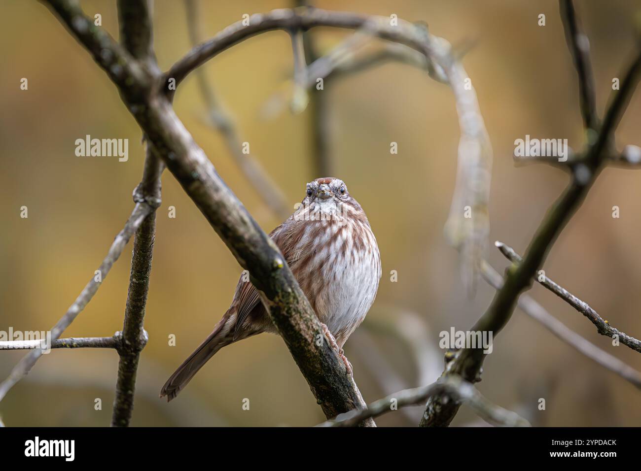 Golden-Crowned Sparrow perched on a branch Stock Photo - Alamy