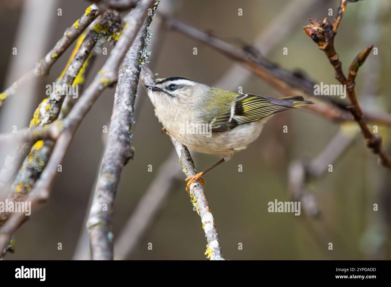 Golden-crowned kinglet hanging from a small branch at Whitaker Ponds ...