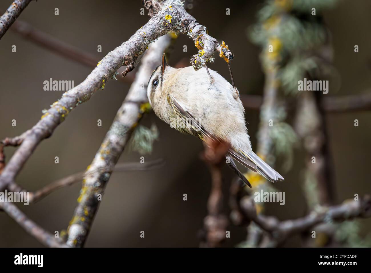 Golden-crowned kinglet hanging from a small branch at Whitaker Ponds ...