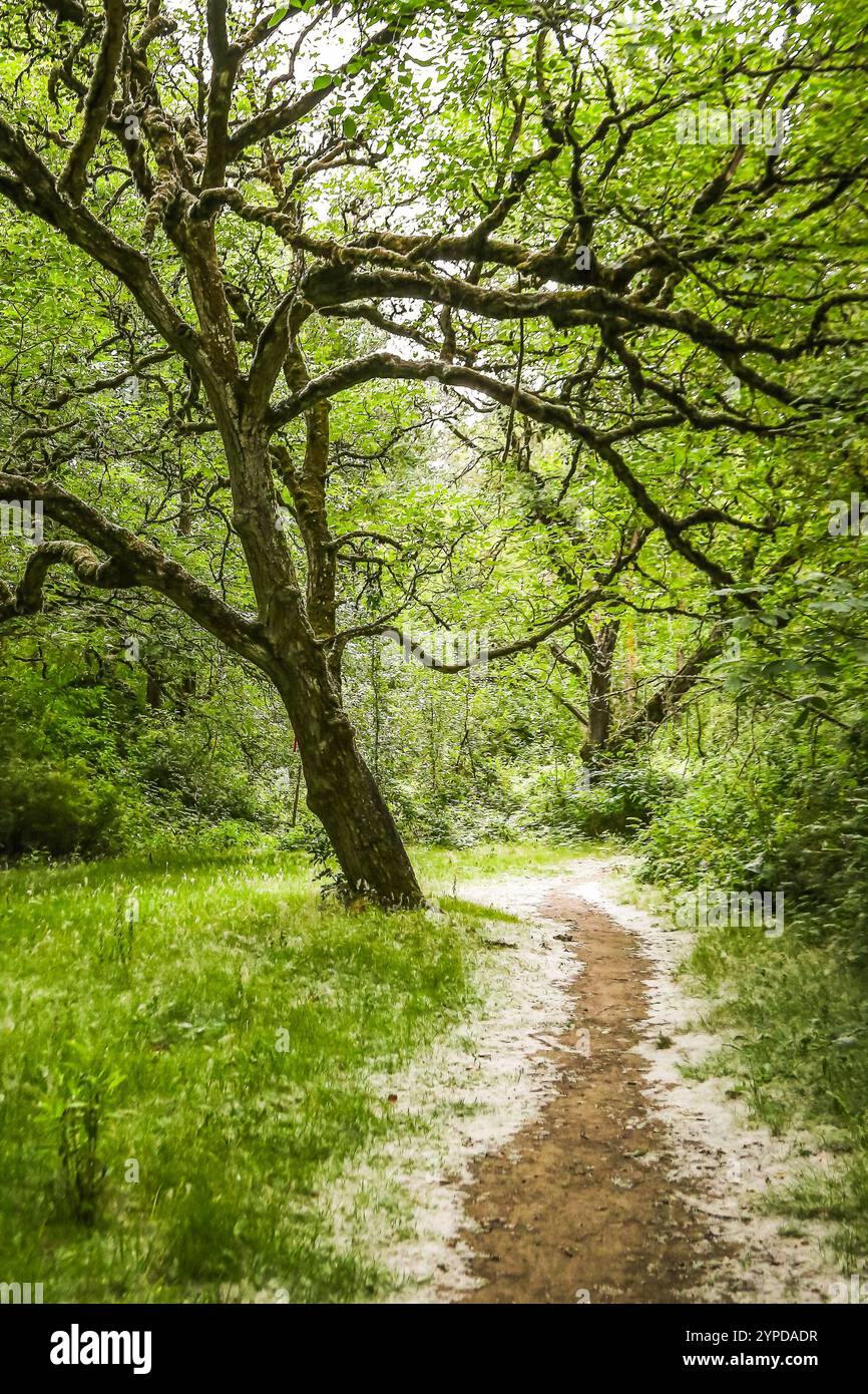 Large cottonwood tree growing alongside a cottonwood lined walking path ...