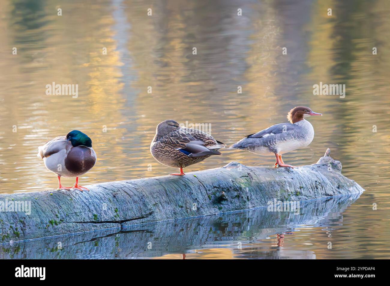 Male and female Mallard ducks resting on a log with a Common Merganser ...