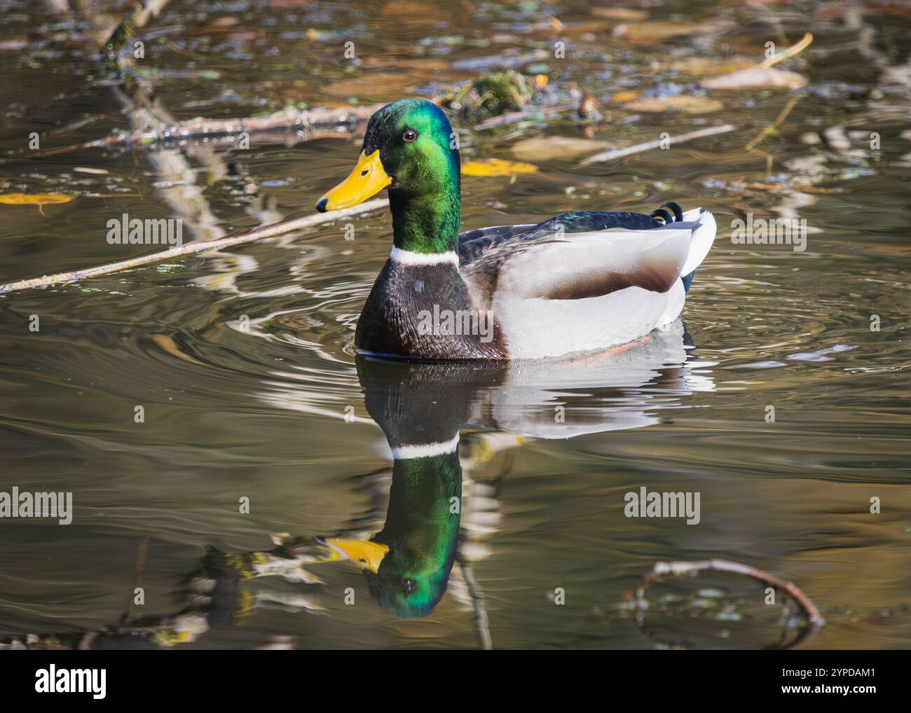 Male Mallard Duck swimming at Whitaker Ponds Nature Park in Portland ...