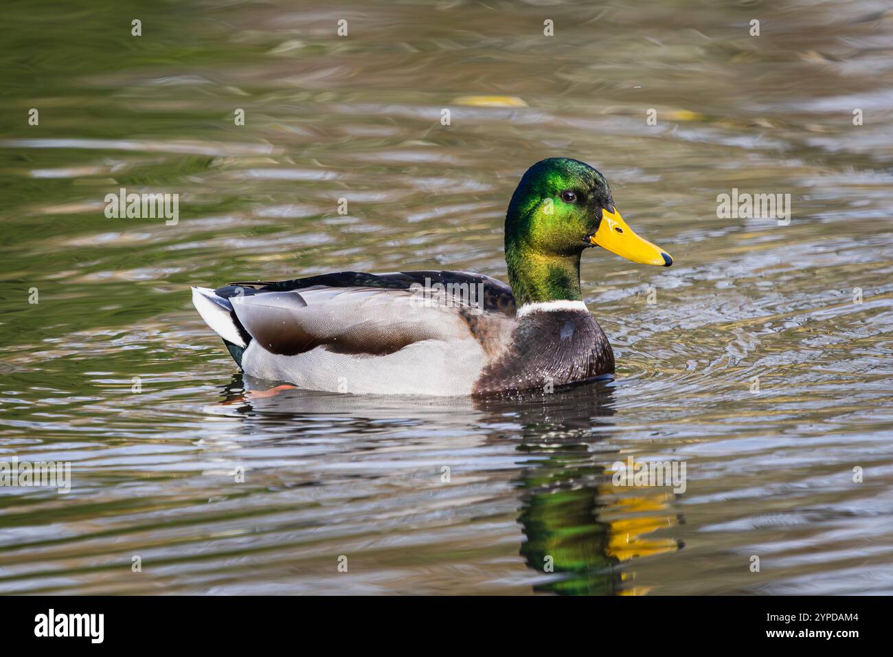 Male Mallard Duck swimming at Whitaker Ponds Nature Park in Portland ...