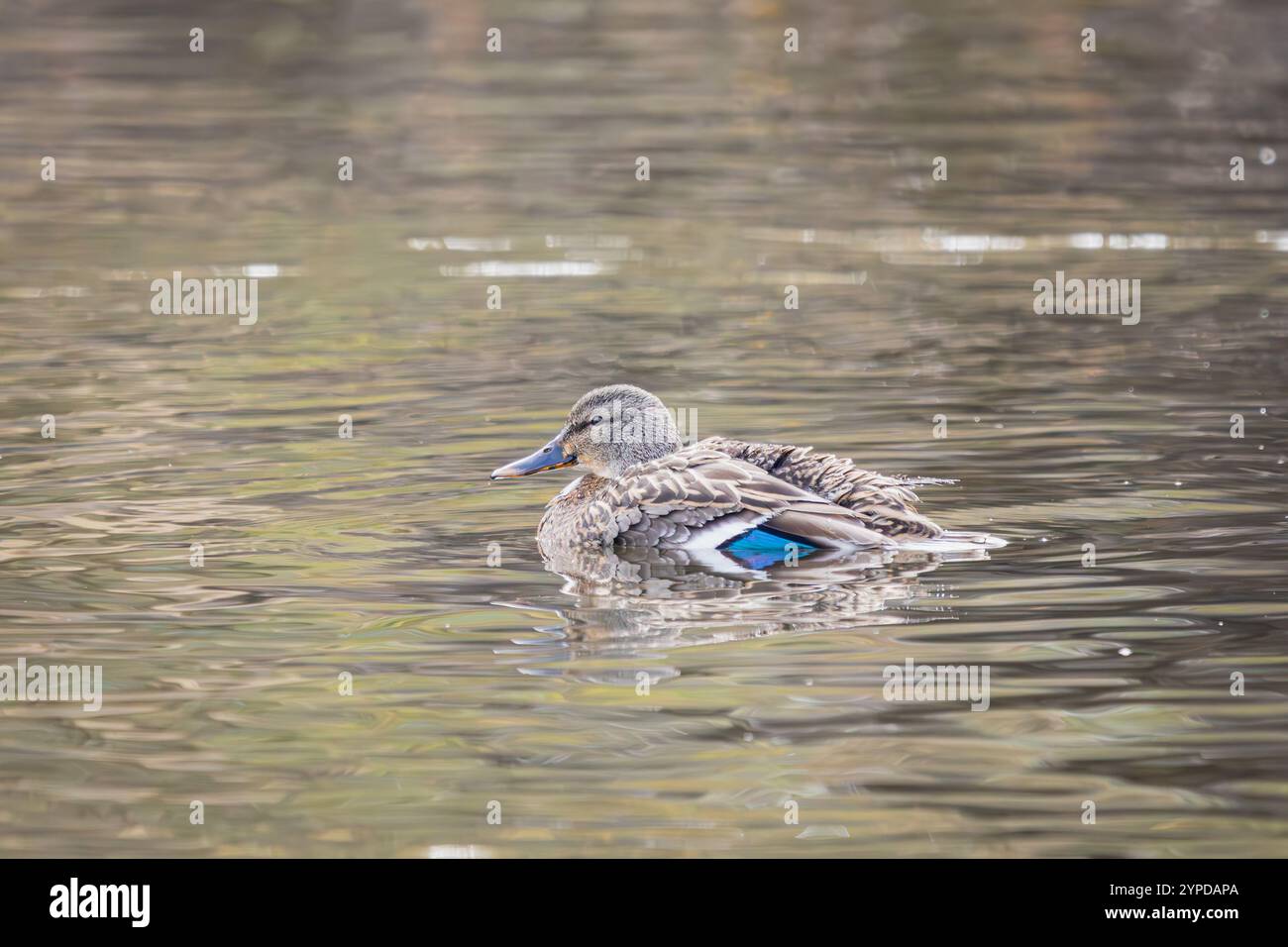 Female Mallard Duck swimming at Whitaker Ponds Nature Park in Portland ...