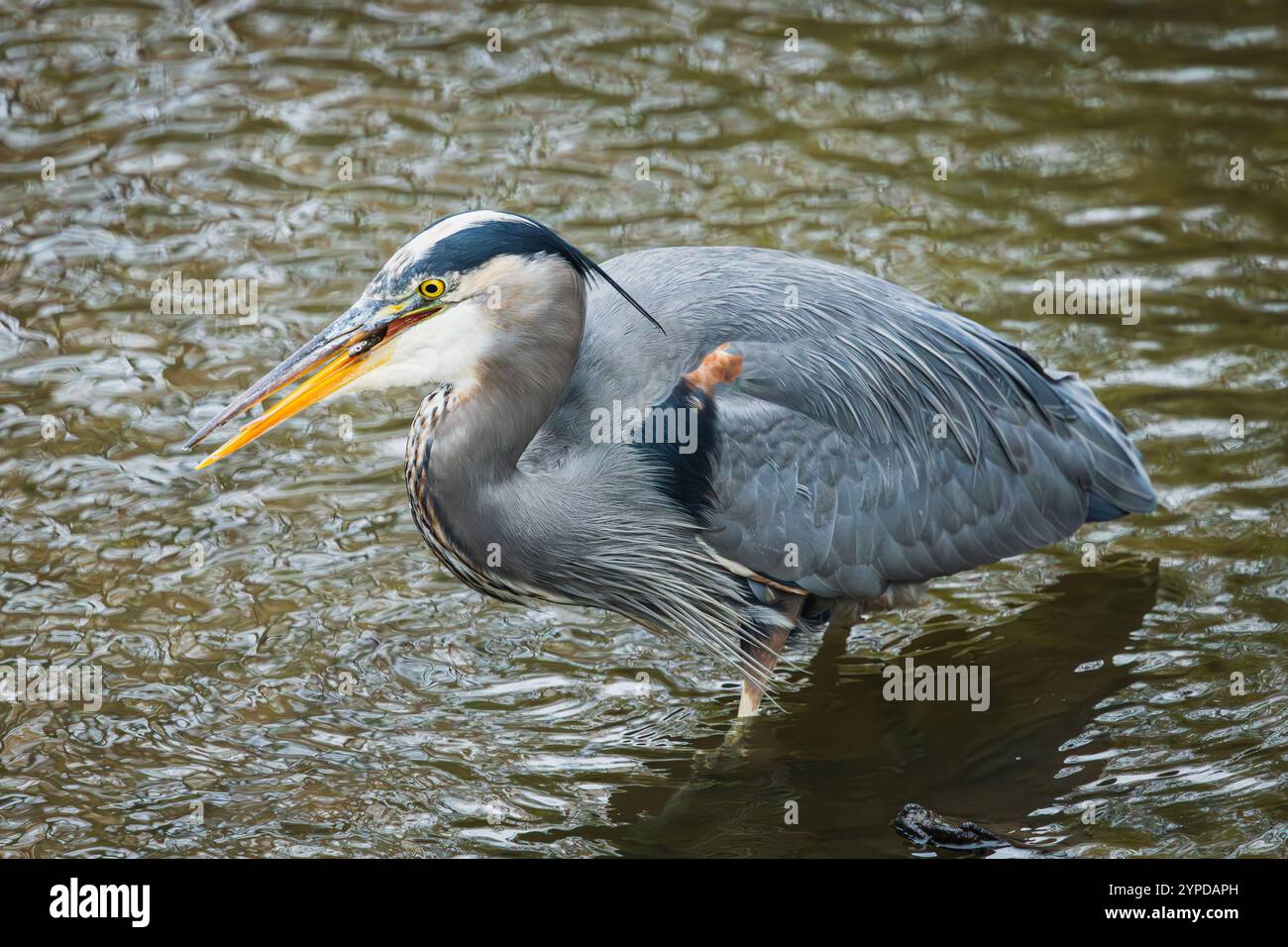 Great Blue Heron eating a fish at Whitaker Ponds Nature Park in ...