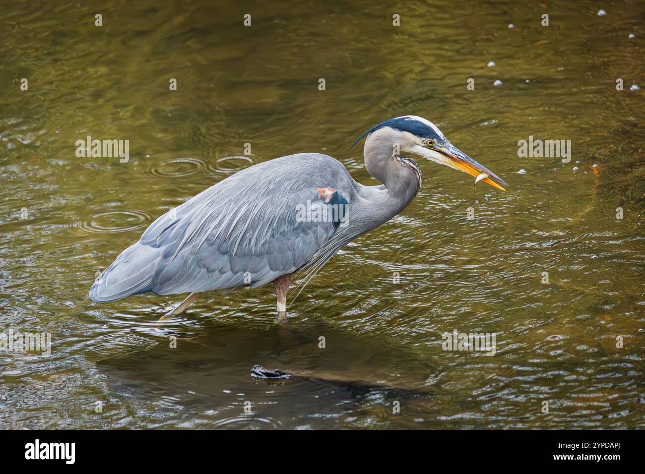 Great Blue Heron eating a fish at Whitaker Ponds Nature Park in ...