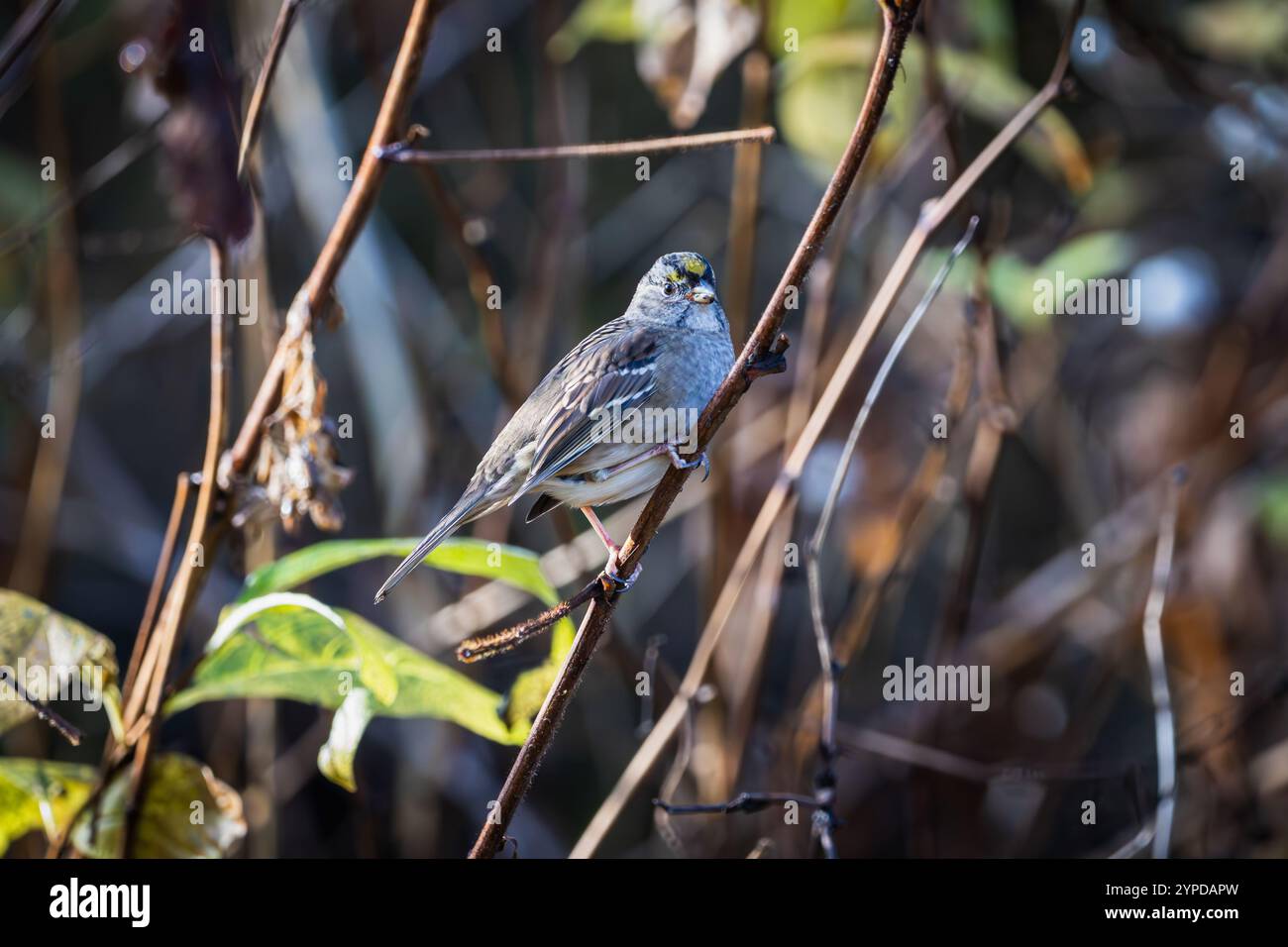 Gold crowned sparrow hi-res stock photography and images - Alamy
