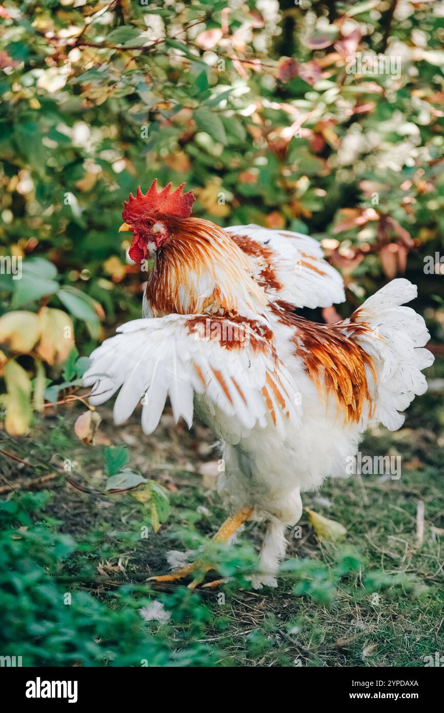 Angry brown rooster flapping wings. Farm animals. Rooster in attack ...