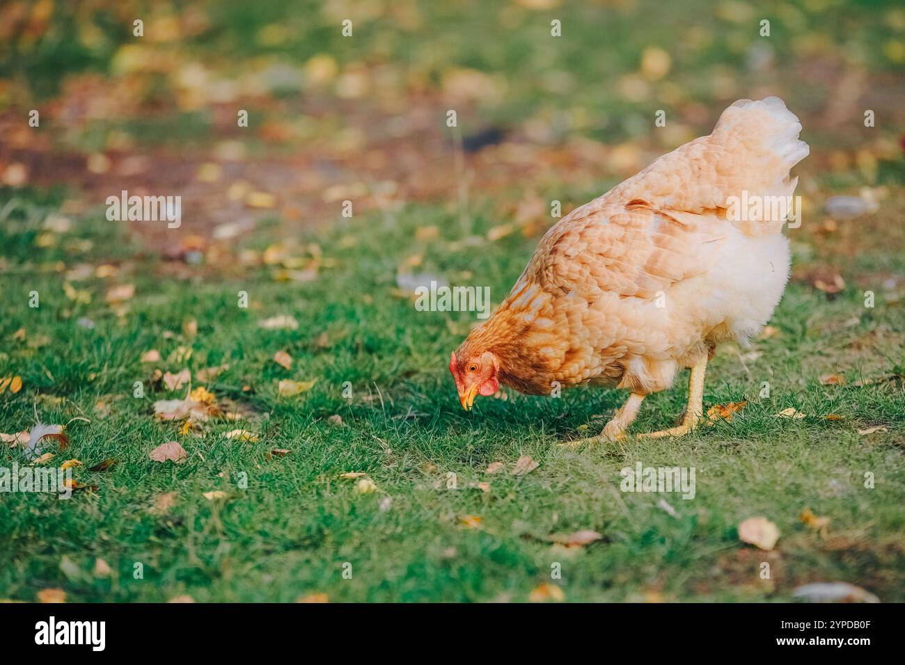Poultry farming, beautiful brown hen laying in grass, natural habitat ...
