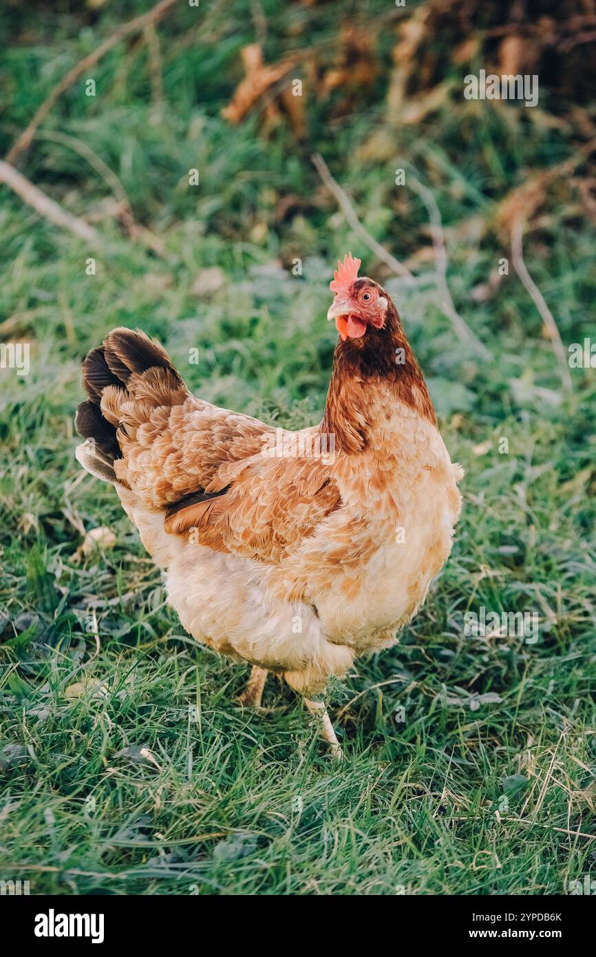 Sunrise farm chickens hi-res stock photography and images - Alamy
