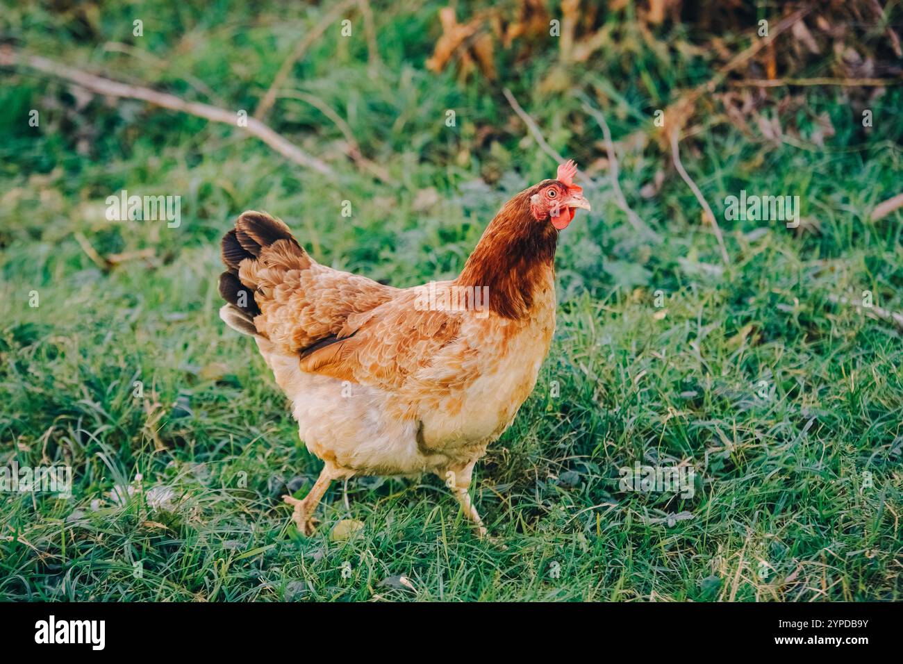 Growing chickens, adult brown chicken in natural habitat on farm ...