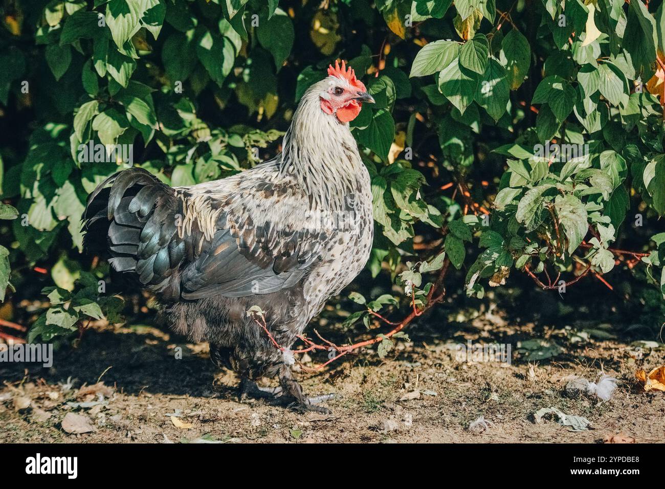 Chicken standing in vegetation on a farm yard. Poultry farming, modern ...