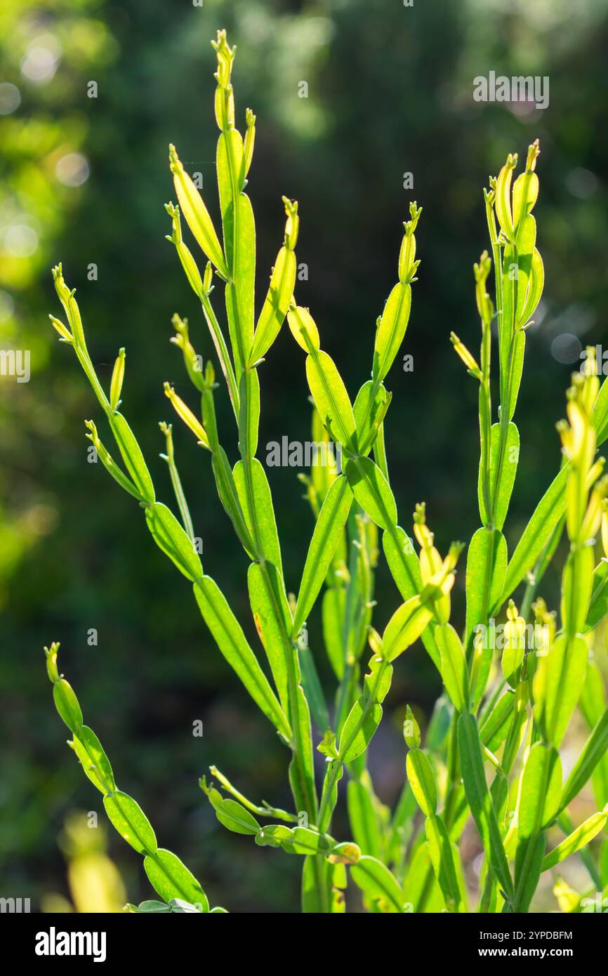 Baccharis articulata (Carqueja-doce) in Sao Francisco de Paula, South ...