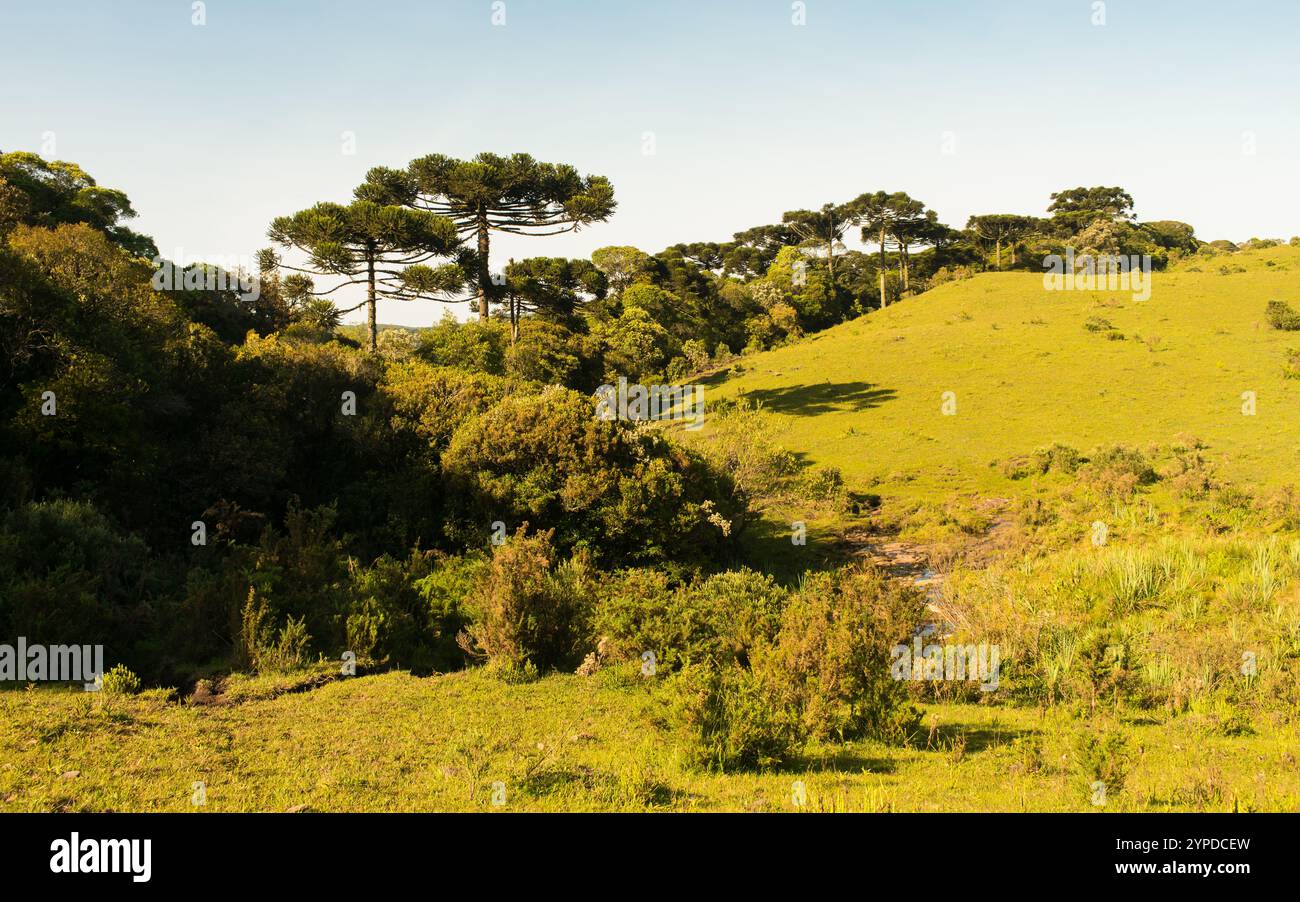Brazilian subtropical highlands grasslands hi-res stock photography and ...