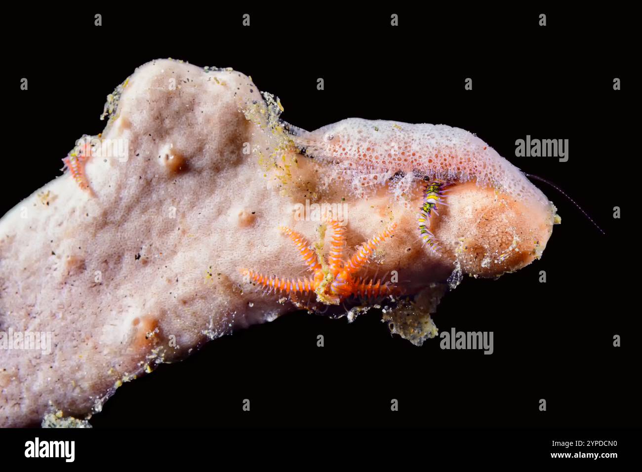 Gelastocaris paronai hi-res stock photography and images - Alamy