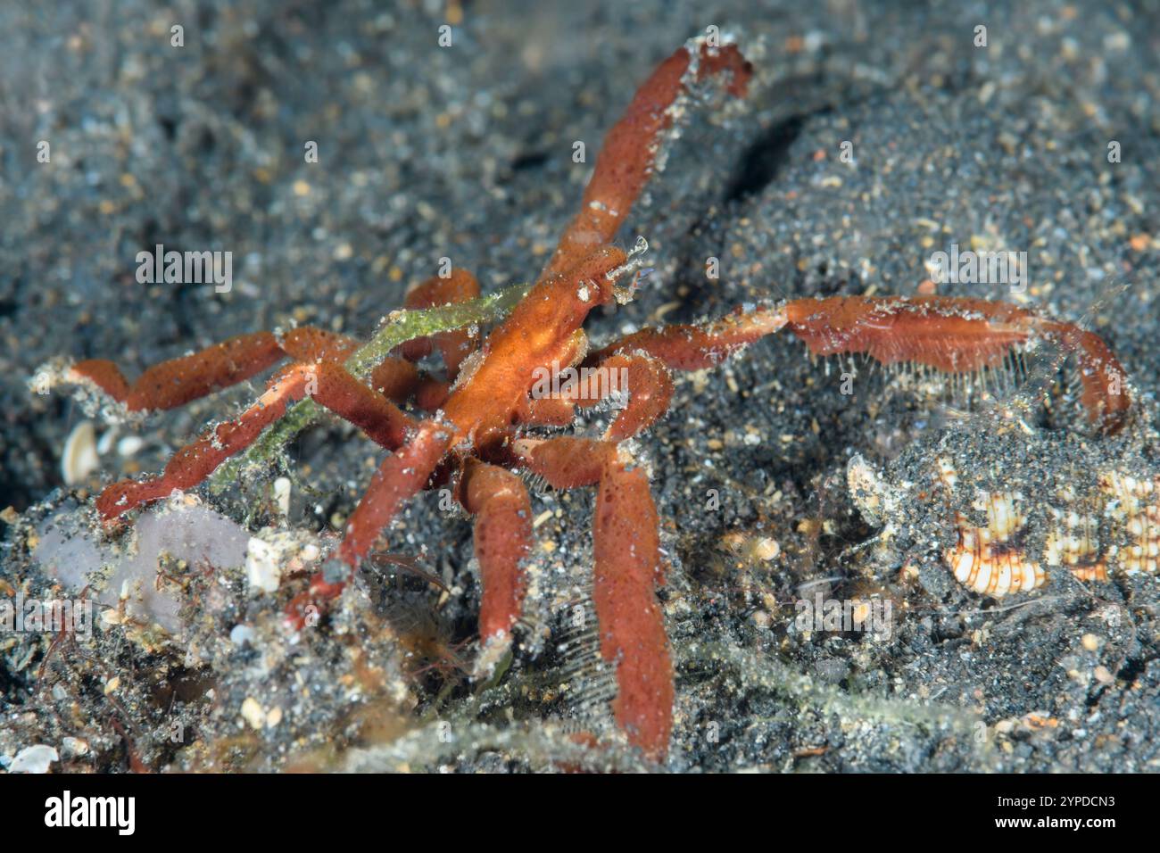 Decorator crab, Oncinopus sp., with small shrimp, Phycomenes sulcatus ...