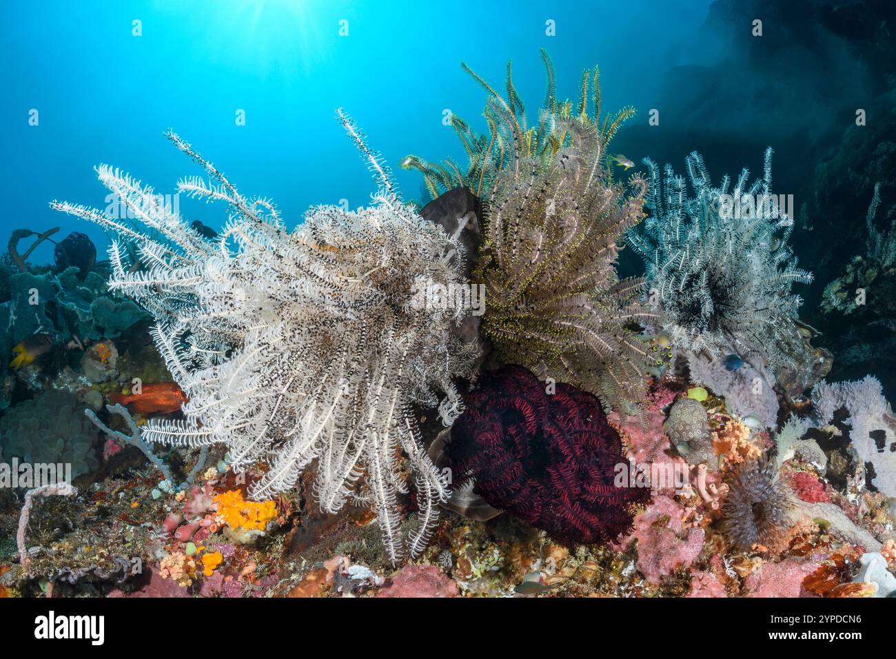 Legless feather stars hi-res stock photography and images - Alamy
