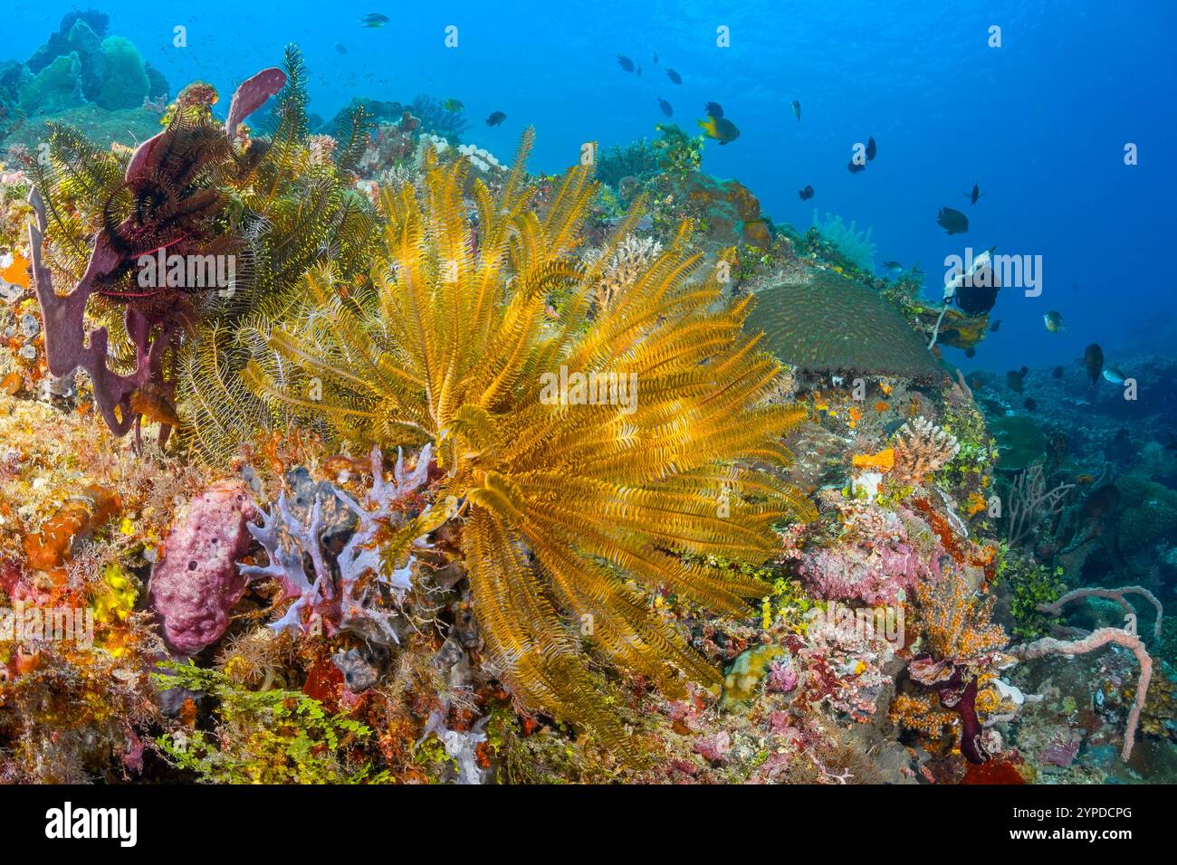 Bennett's feather star, Anneissia bennetti, East Lembeh Island, North ...