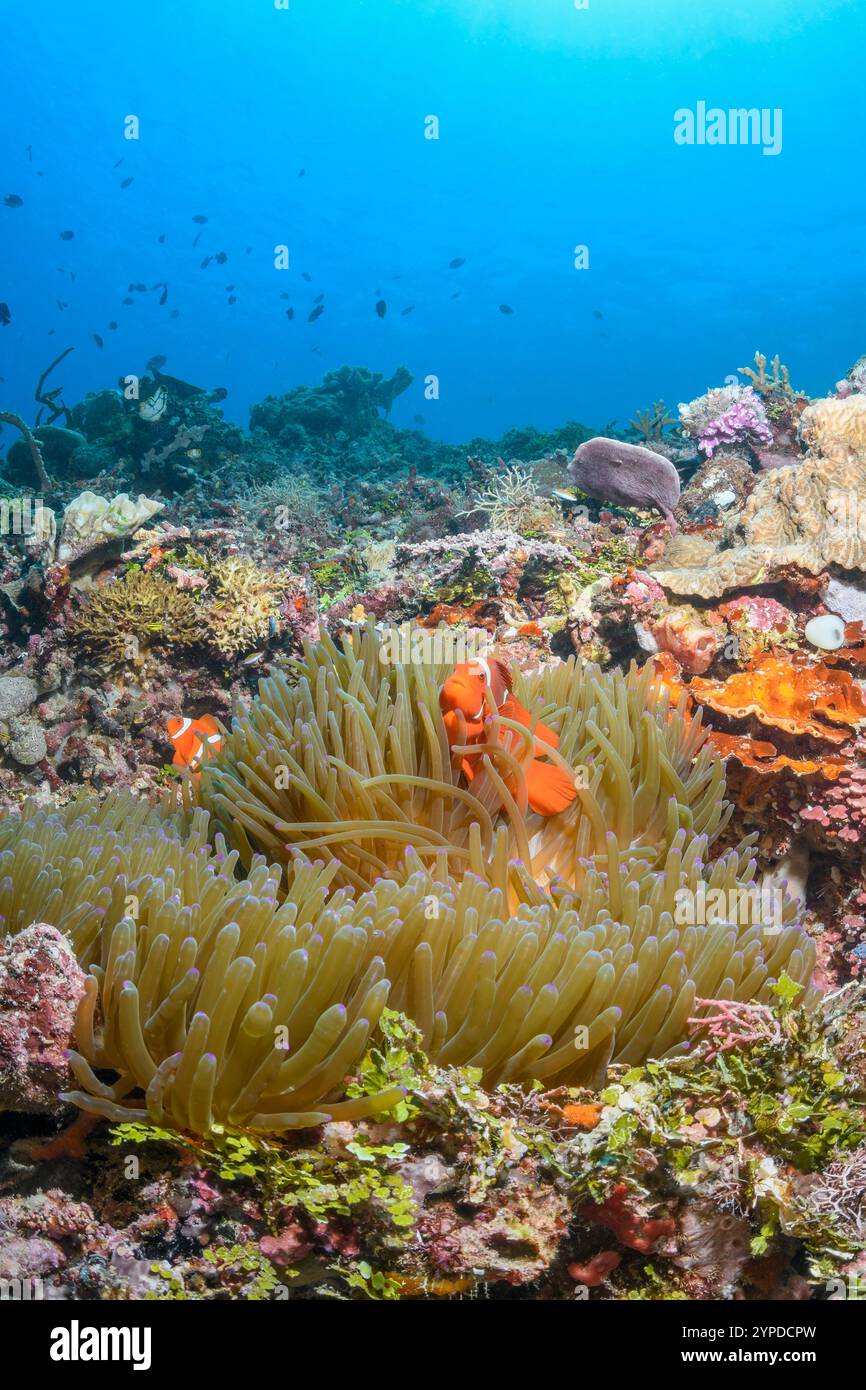 Spinecheek anemonefish, Amphiprion biaculeatus in a Bulb tipped anemone ...