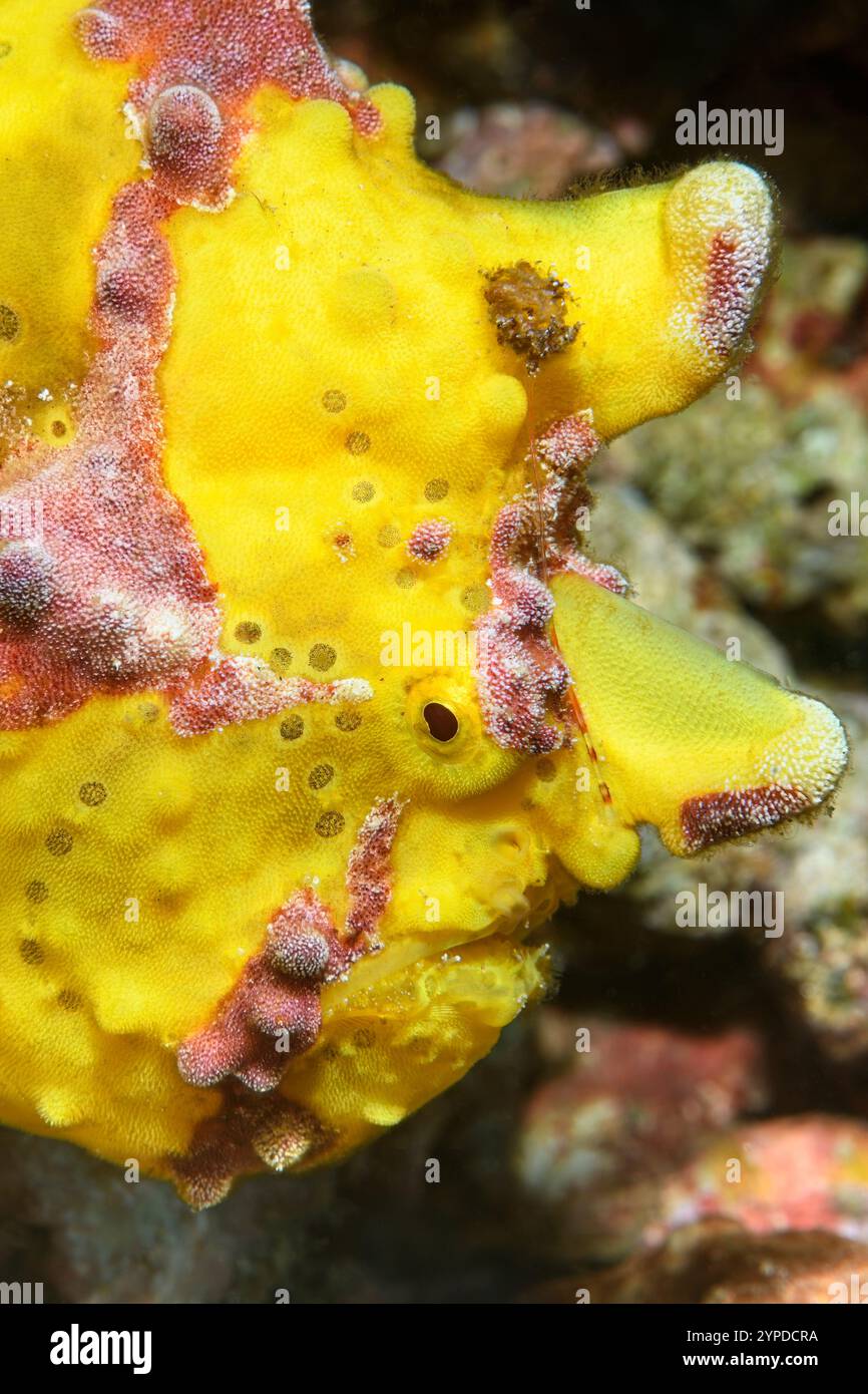 Clown anglerfish warty frogfish antennarius hi-res stock photography ...