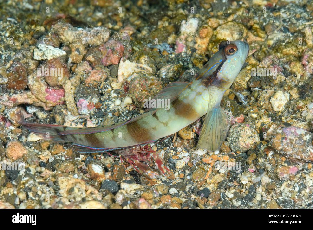 Masked Shrimpgoby, Amblyeleotris gymnocephala, with commensal snapping ...