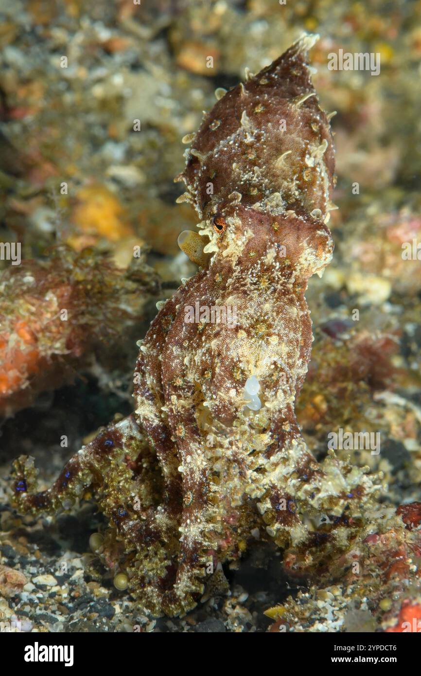 Blue-ringed octopus, Hapalochlaena sp., with eggs, Lembeh Strait, North ...