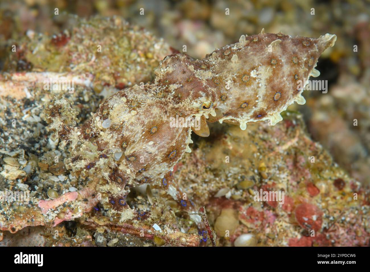 Blue-ringed octopus, Hapalochlaena sp., with eggs, Lembeh Strait, North ...