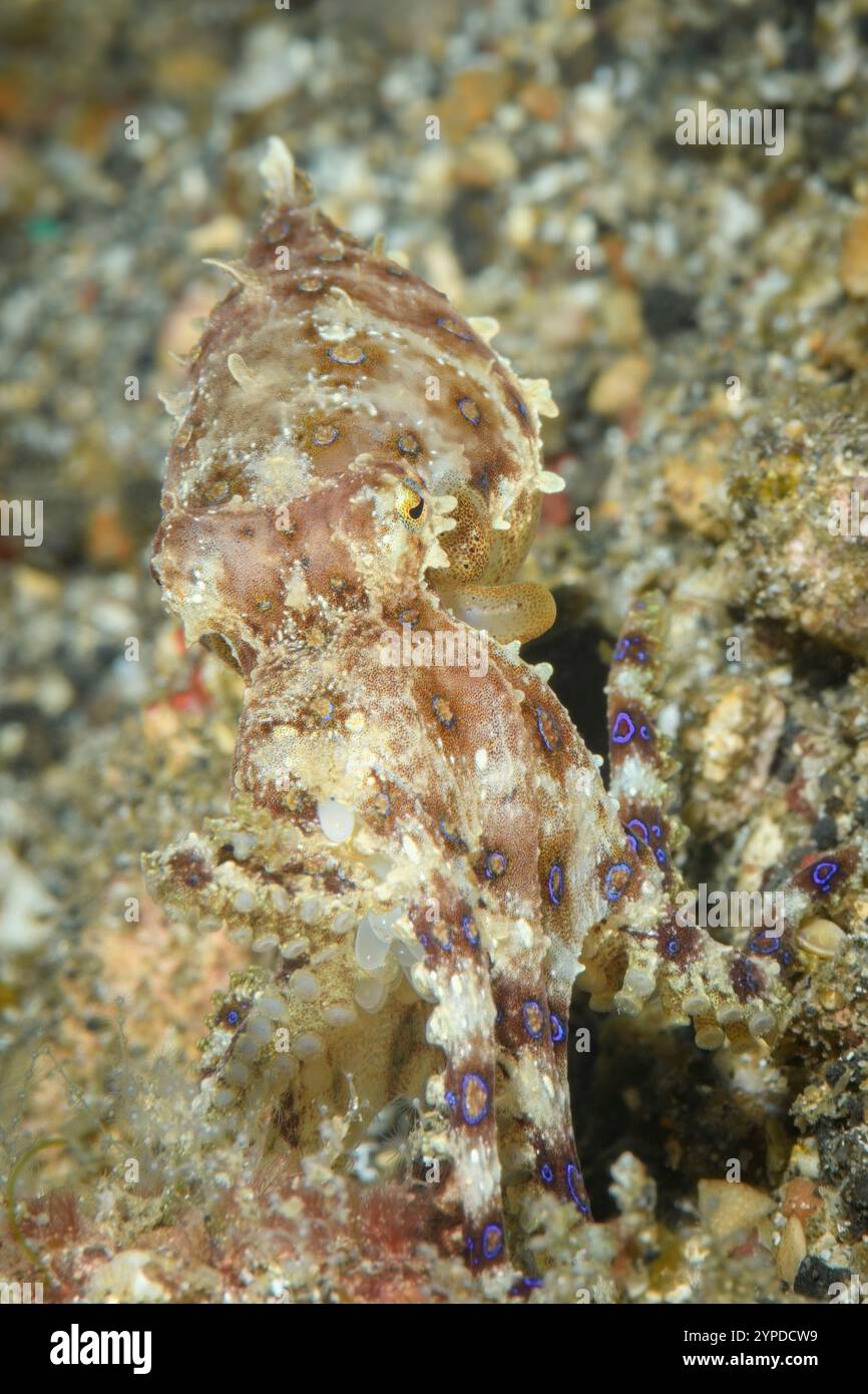 Blue-ringed octopus, Hapalochlaena sp., with eggs, Lembeh Strait, North ...