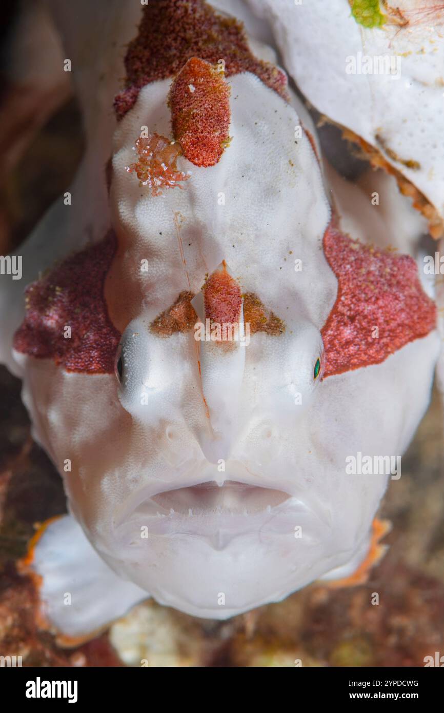 Warty frogfish, Antennarius maculatus, Lembeh Strait, North Sulawesi ...