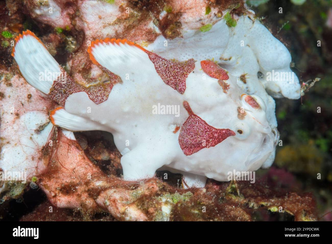 Warty frogfish, Antennarius maculatus, Lembeh Strait, North Sulawesi ...