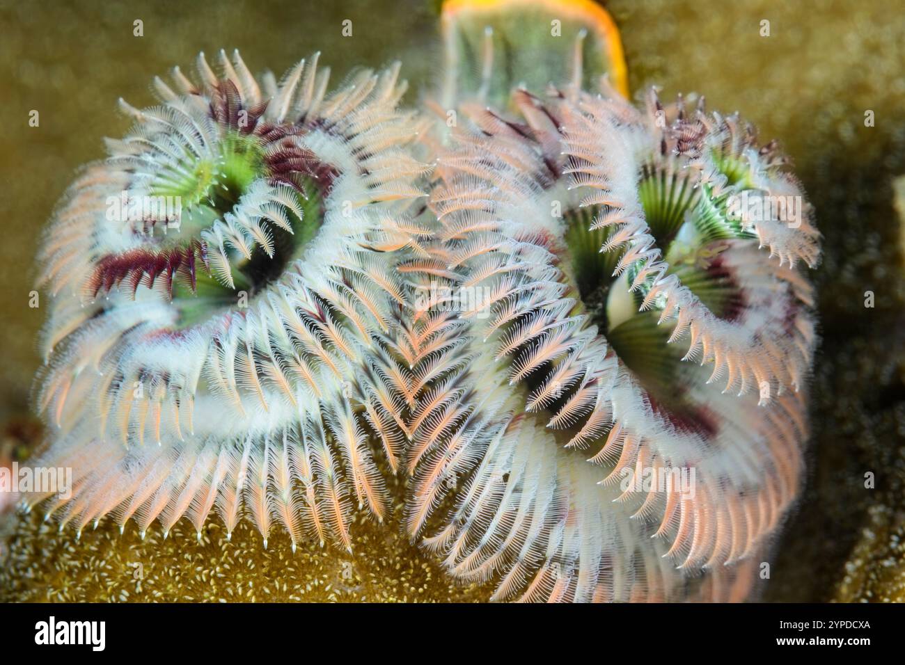 Christmas Tree Worm, Spirobranchus giganteus, Lembeh Strait, North ...