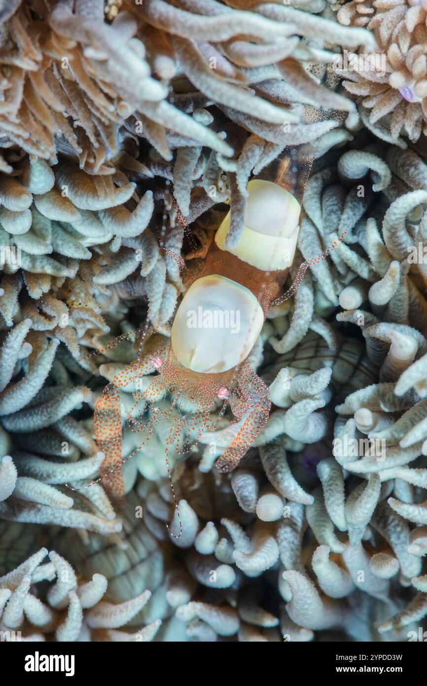 Commensal shrimp, Hamopontonia corallicola, Lembeh Strait, North ...