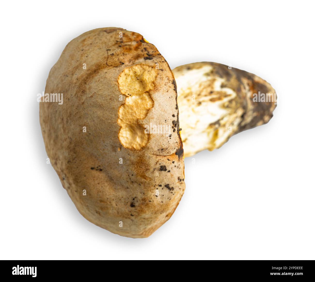 Large mushroom photographed close-up on a white background Stock Photo ...