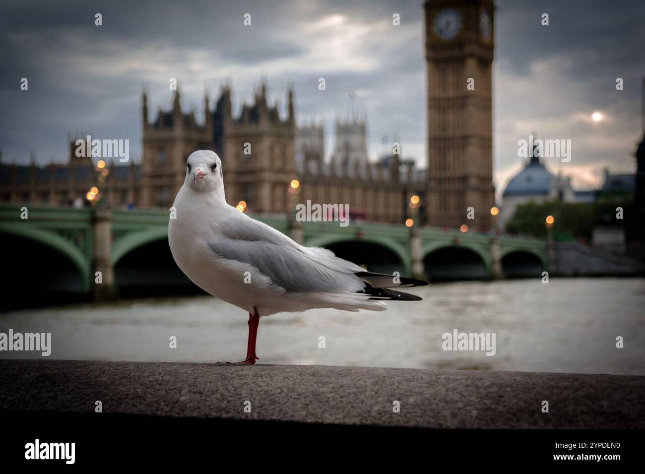 Seagull on thames river hi-res stock photography and images - Alamy