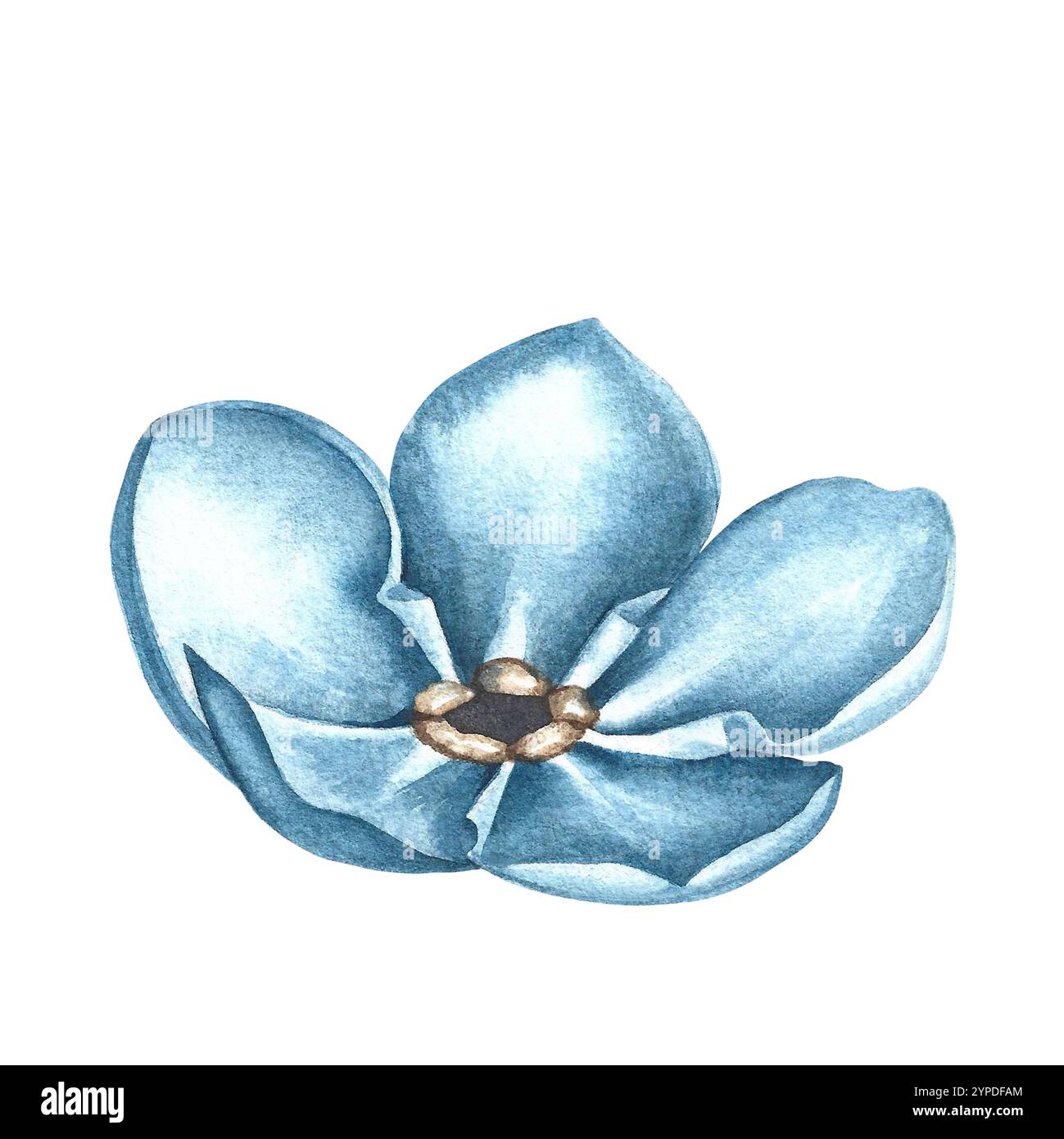 Forget-me-not flower. A hand-drawn watercolor illustration. Isolate it ...