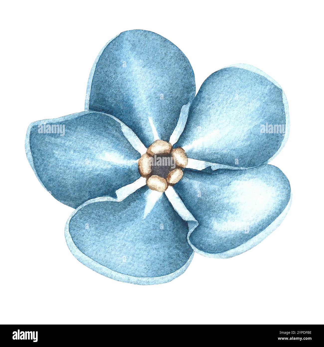 Forget-me-not flower. A hand-drawn watercolor illustration. Isolate it ...