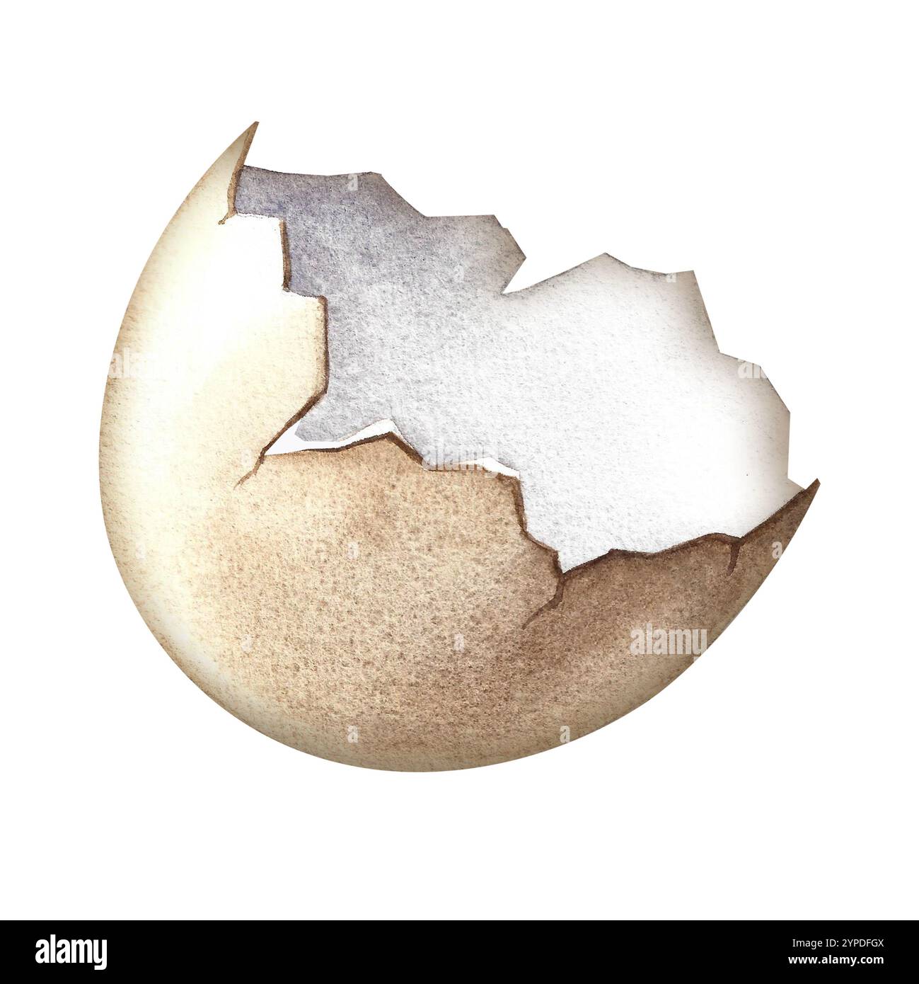 The eggshell is brown. The illustration is made by hand in watercolor ...