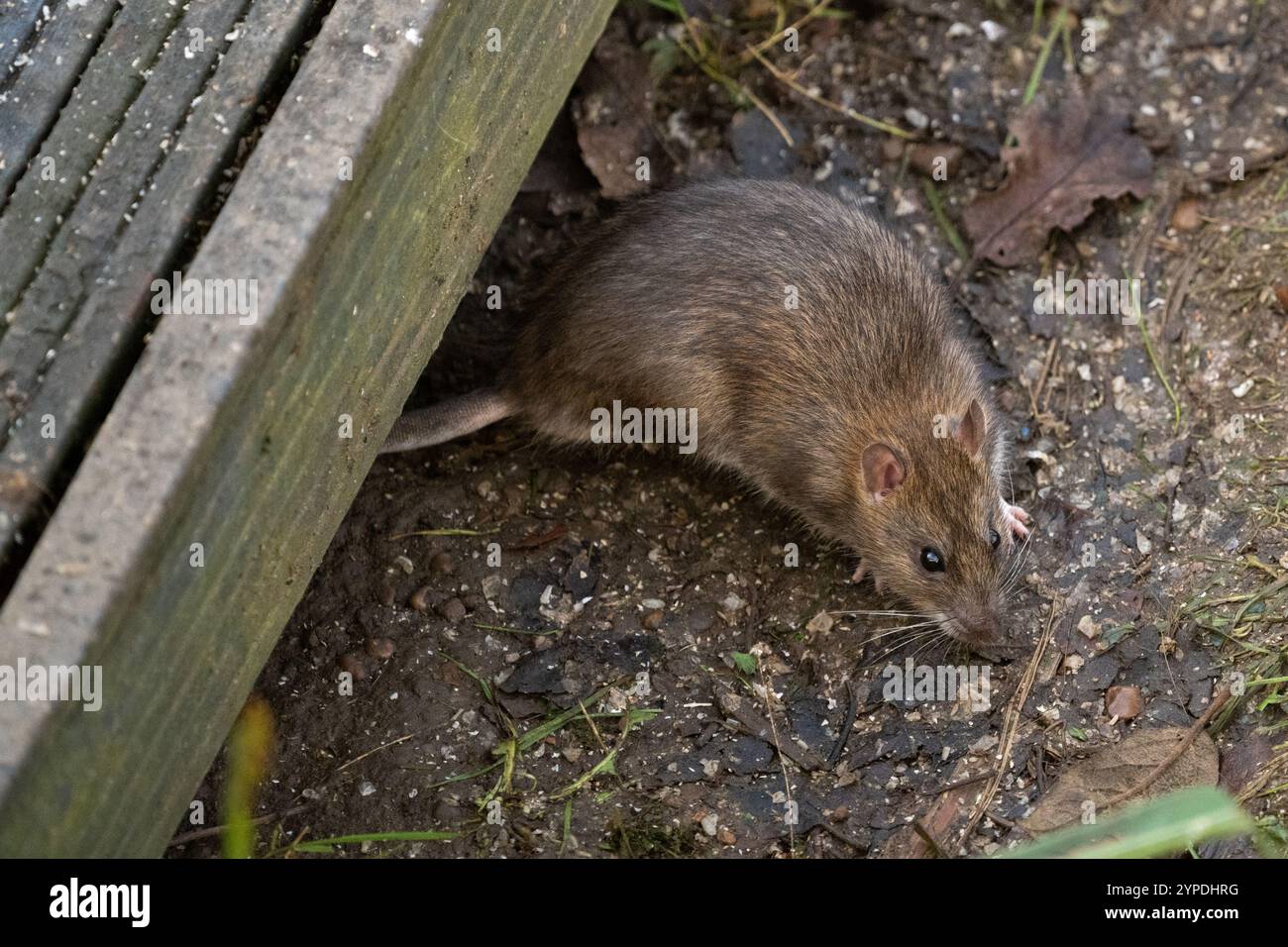 brown rat eating sunflower seeds dropped from bird feeder and using ...