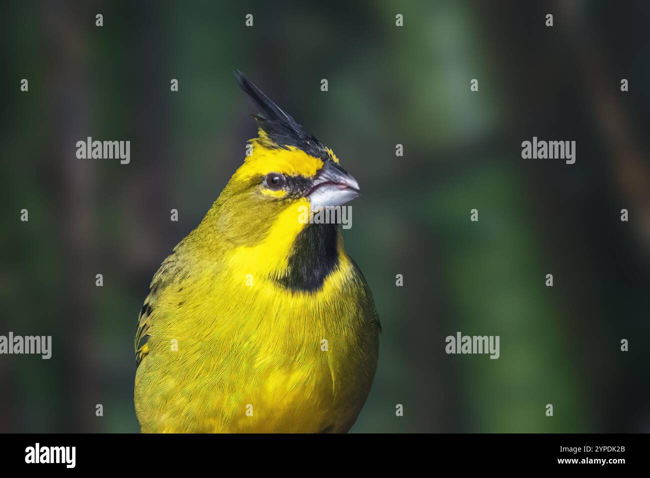 Brazilian cardinal hi-res stock photography and images - Alamy