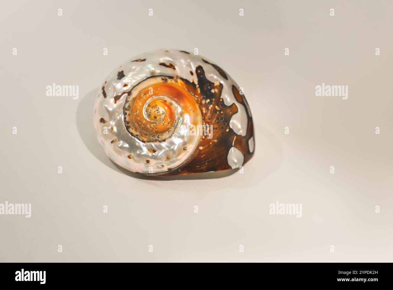South African turban shell (Turbo sarmaticus Stock Photo - Alamy